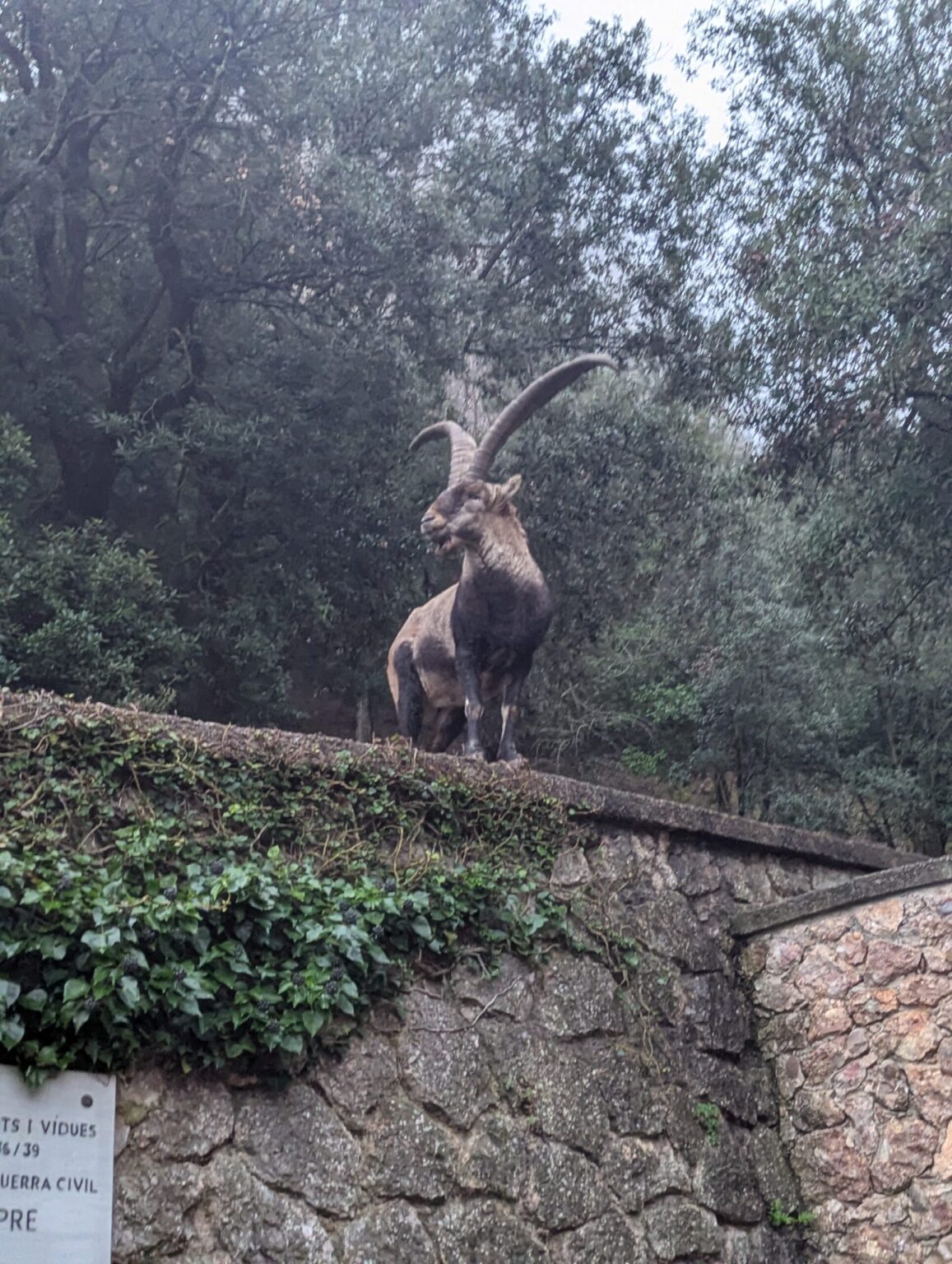 Cabra montés macho - otalpyrenaica.com